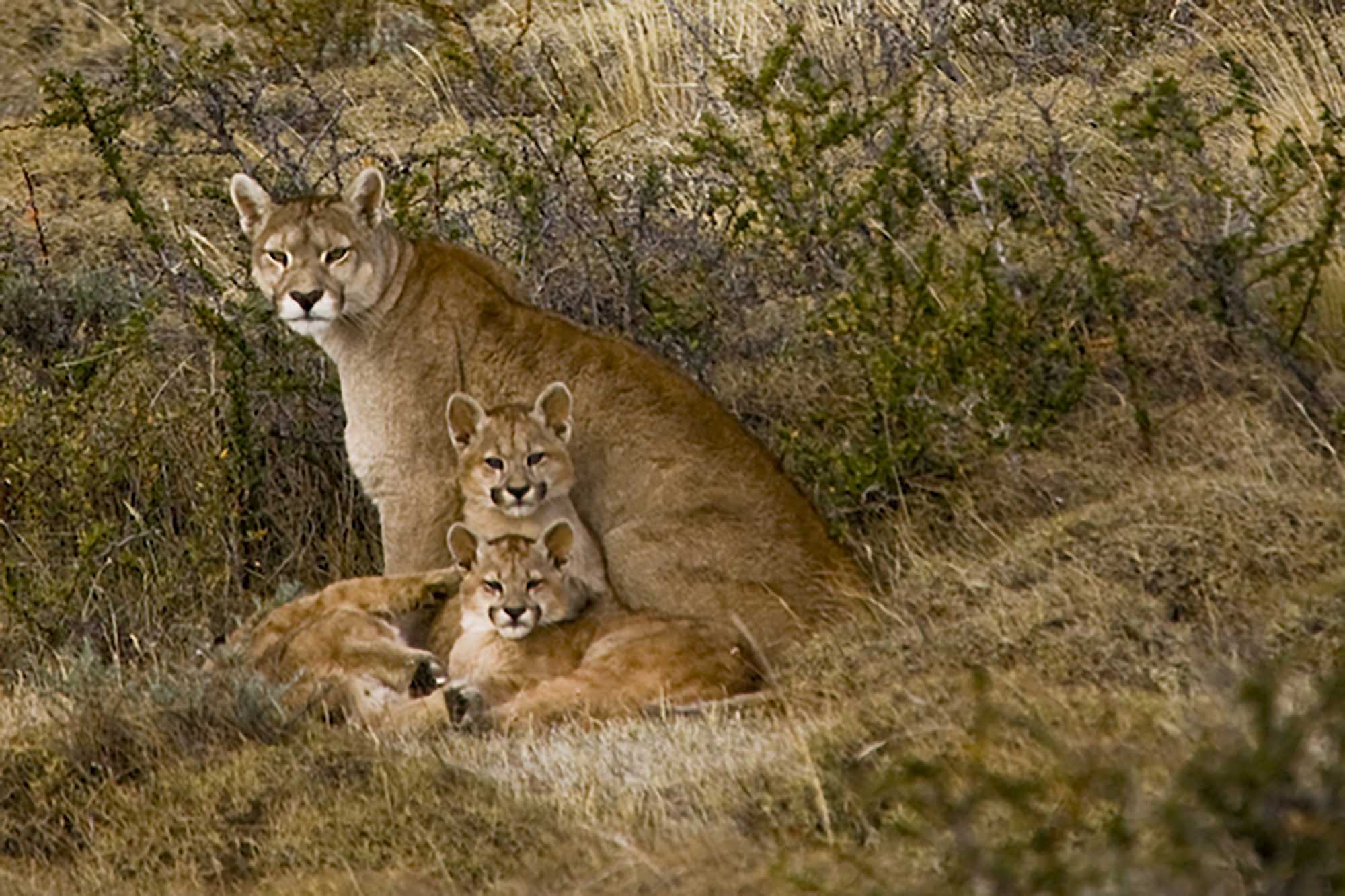 Puma Tracking in Patagonia (Private Estancia)- 3 Days – Chile – FlashpackerConnect Adventure Travel
